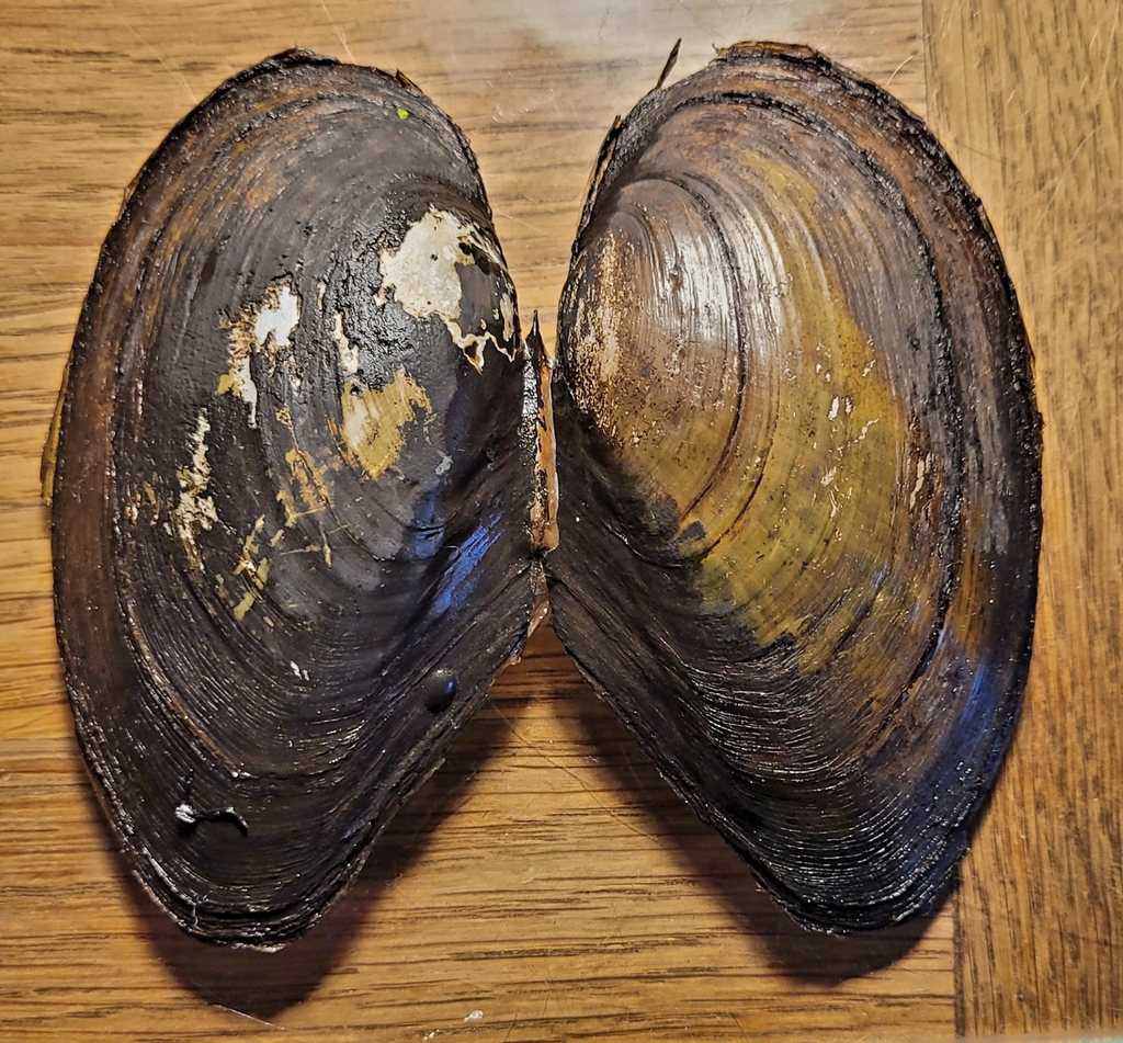 Duck Mussel from Dawley Hamlets, Telford, UK on October 16, 2022 at 12: ...
