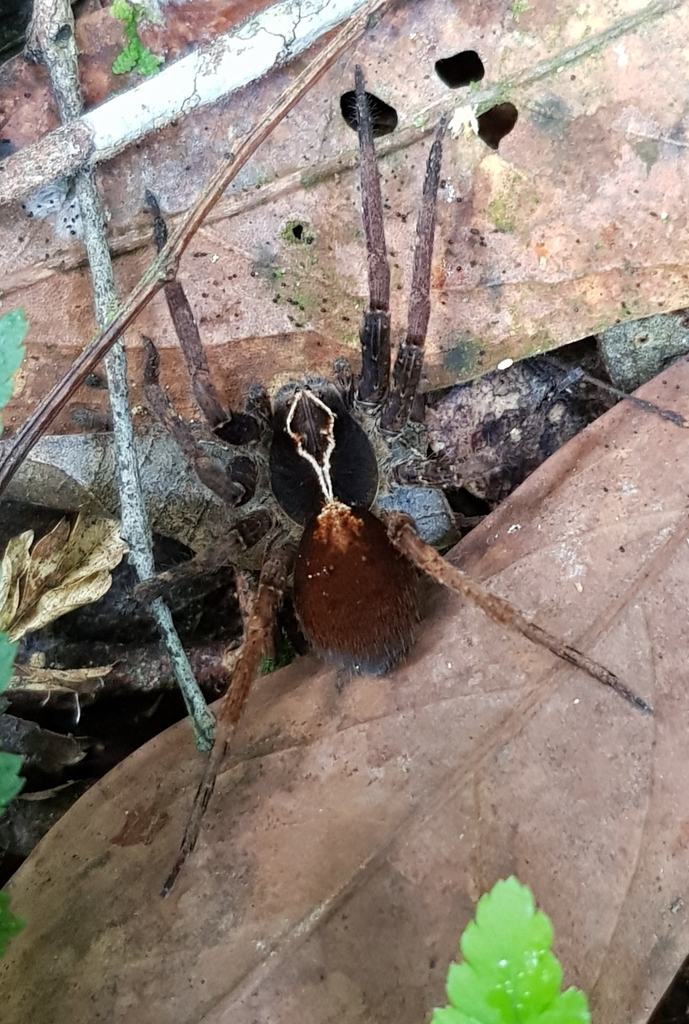 Ornate Tropical Wandering Spider from Santa Teresa, ES, Brasil on ...