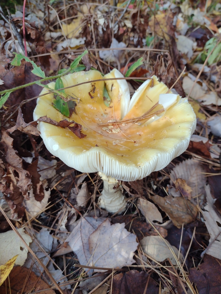 Amanita subsect. Amanita from Essex Junction, Essex, VT, USA on October ...