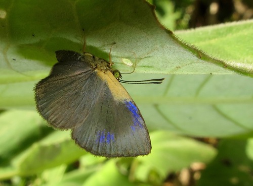 Painted Theope (Theope decorata) · iNaturalist