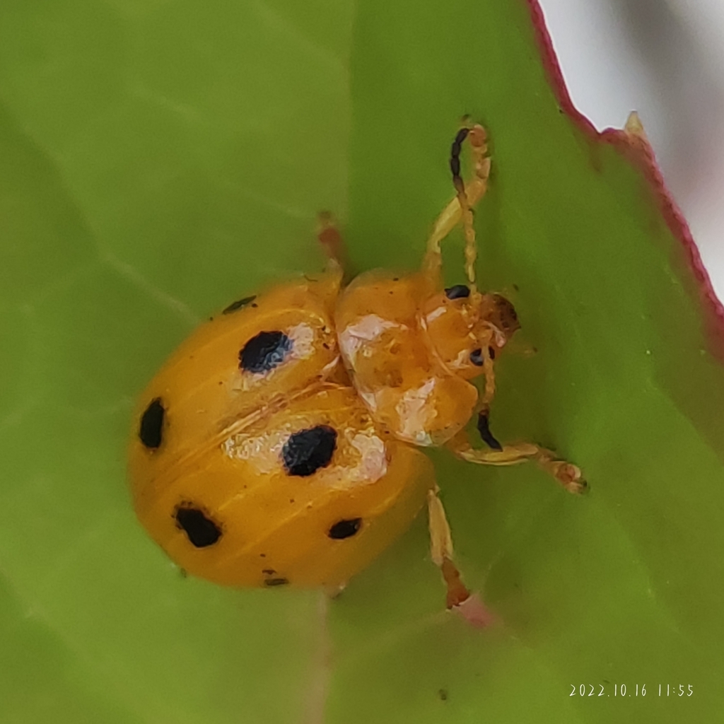 Oides decempunctata in October 2022 by 九天 · iNaturalist