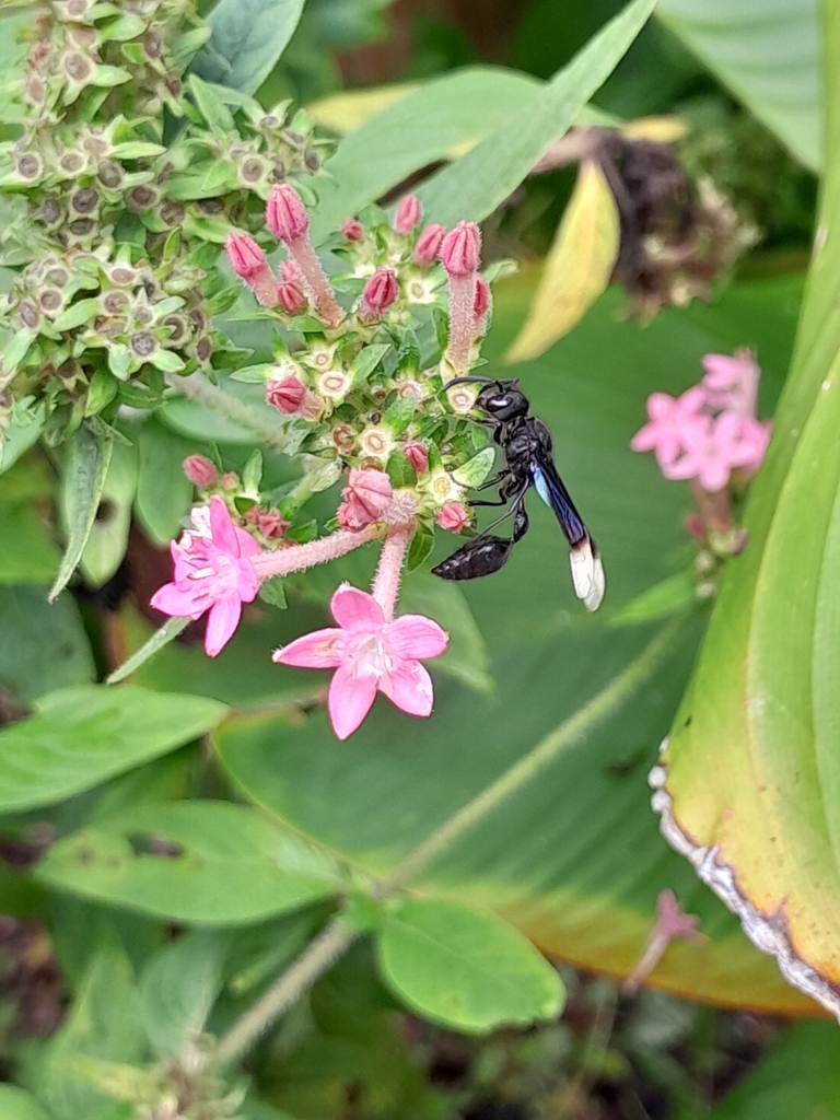 Hornets, Paper Wasps, Potter Wasps, and Allies from Provincia de ...