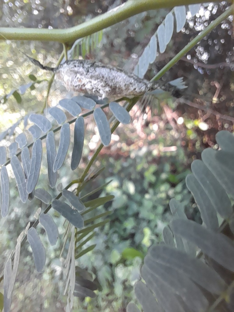 Insects from Chittoor, Andhra Pradesh, India on October 15, 2022 at 08: ...