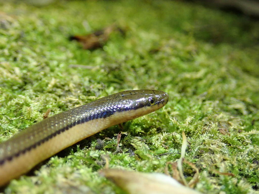 Bicoloured Stream Snake from 香港島, 半山區, HK on February 20, 2018 at 09:13 ...