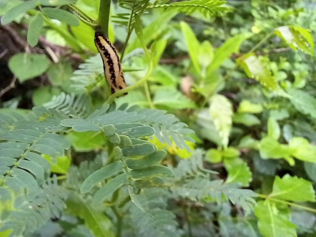 Insects from Chittoor, Andhra Pradesh, India on October 16, 2022 at 07: ...