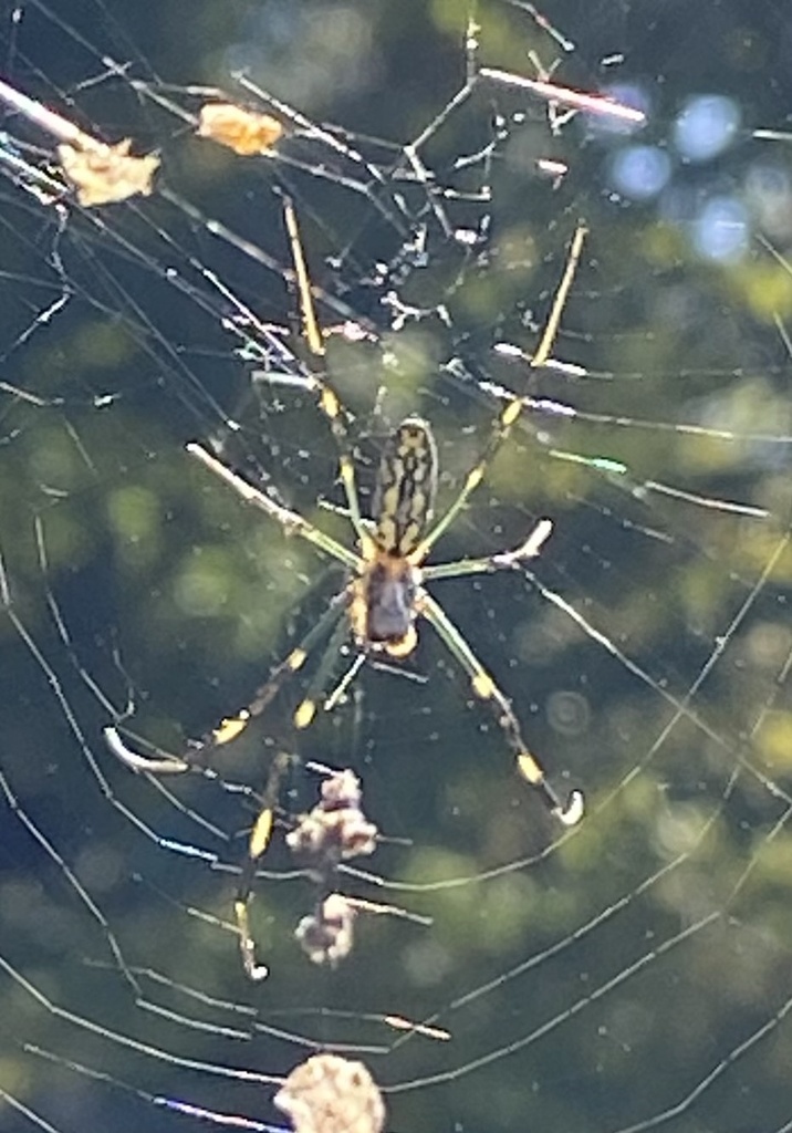 Joro Spider from Suzanne Dr, Decatur, GA, US on October 16, 2022 at 12: ...