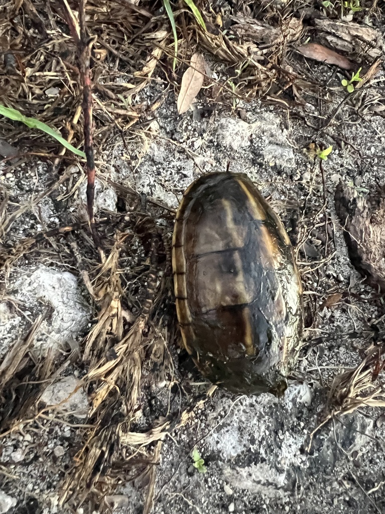 Striped Mud Turtle from Everglades National Park, FL, US on October 06 ...