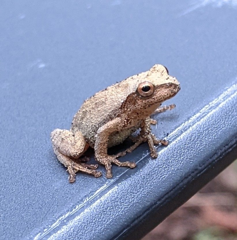 Spring Peeper from Wabash Township, IN, USA on September 6, 2022 by Rae ...