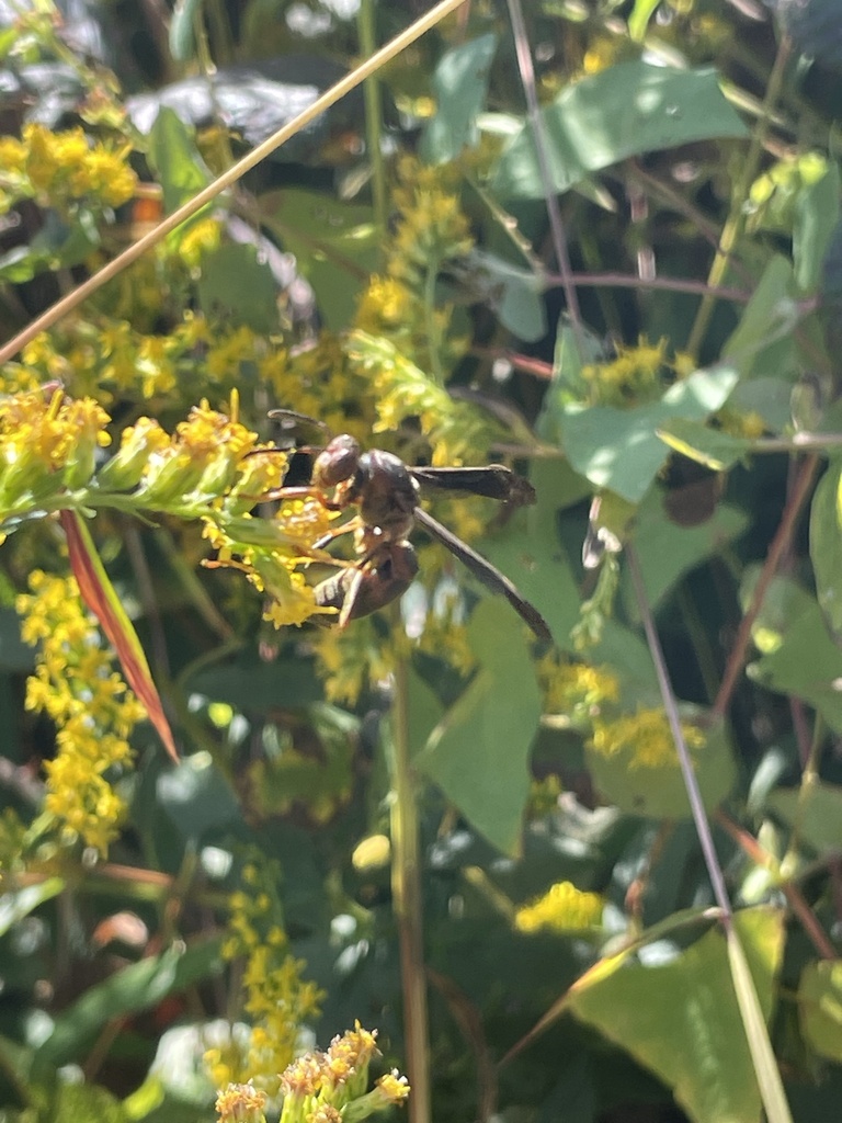 Metric Paper Wasp from Washington & Old Dominion Trail, Vienna, VA, US ...