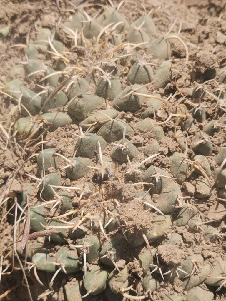 Mexican pincushion cactus from Calle Ana Luisa, Dos Carlos, 42182 ...