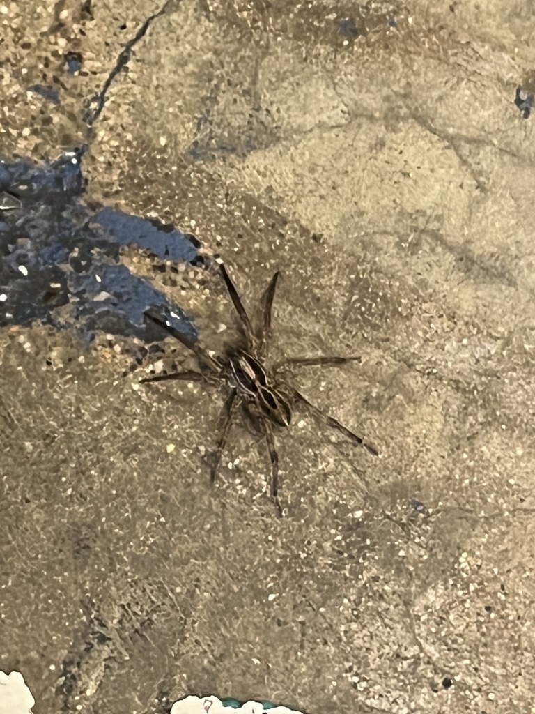lance wolf spider from Grand Central Ave, Vienna, WV, US on October 7 ...