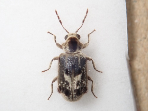 Trichodesma japonica · iNaturalist