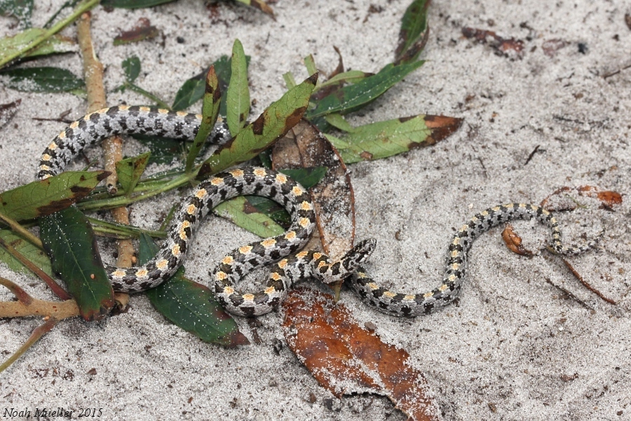 Short-tailed Snake in November 2015 by captainjack0000 · iNaturalist