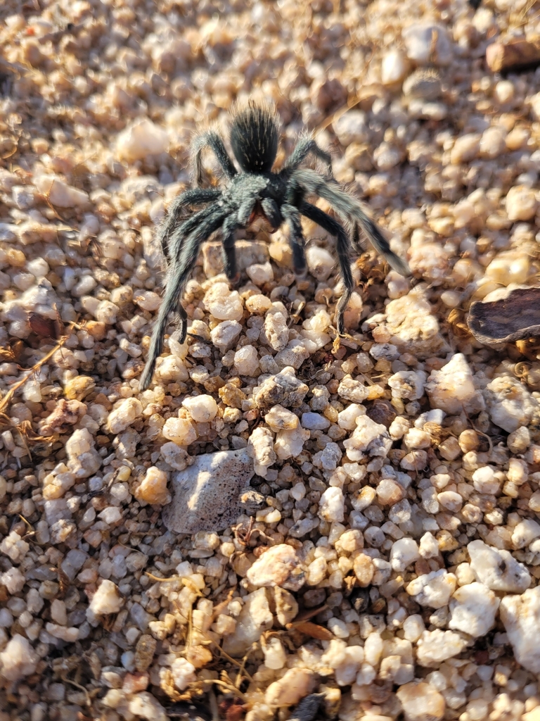 Mojave Dwarf Tarantula from San Bernardino County, CA, USA on October ...