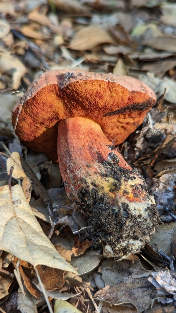 Liver Bolete in October 2022 by Michelle C. Torres-Grant · iNaturalist