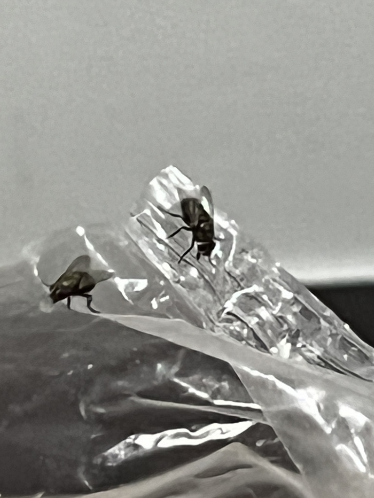 Brachyceran Flies from Puerto Rico, Aibonito, Puerto Rico, US on ...