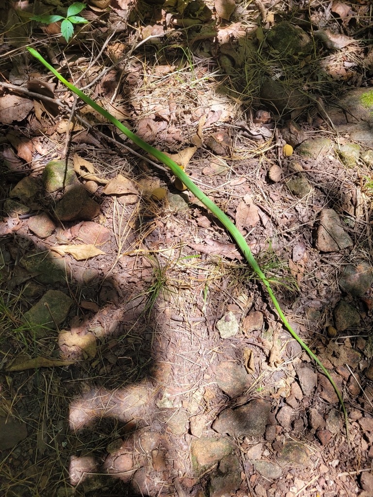 Rough Greensnake from Robberson No. 2 Township, MO, USA on July 5, 2022 ...