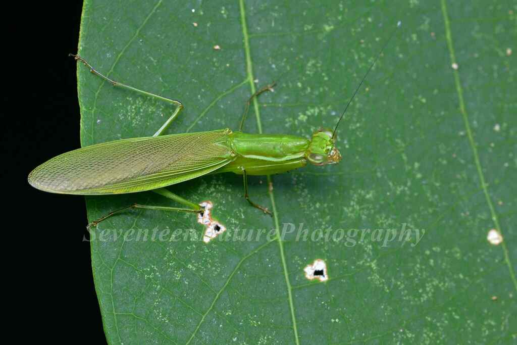 Odontomantis longipennis from 中国福建省龙岩市新罗区 on October 05, 2022 at 09:25 ...