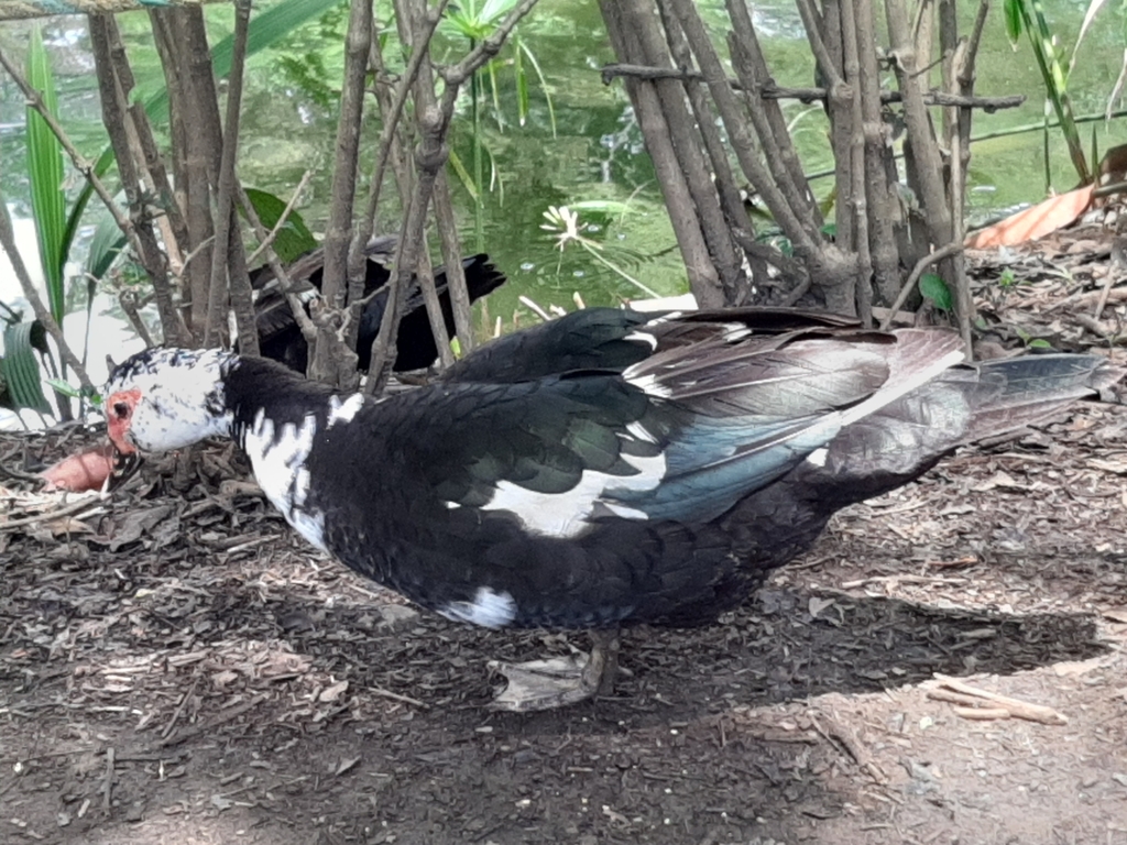 Domestic Muscovy Duck from Jardín Botánico Joaquín Antonio Uribe on ...