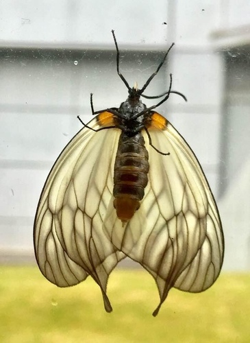 White-tailed Zygaenid Moth (Elcysma westwoodii) · iNaturalist