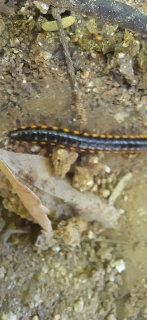 Flat-backed Millipedes from QJ42+2FV, Panguru, Andhra Pradesh 517641 ...