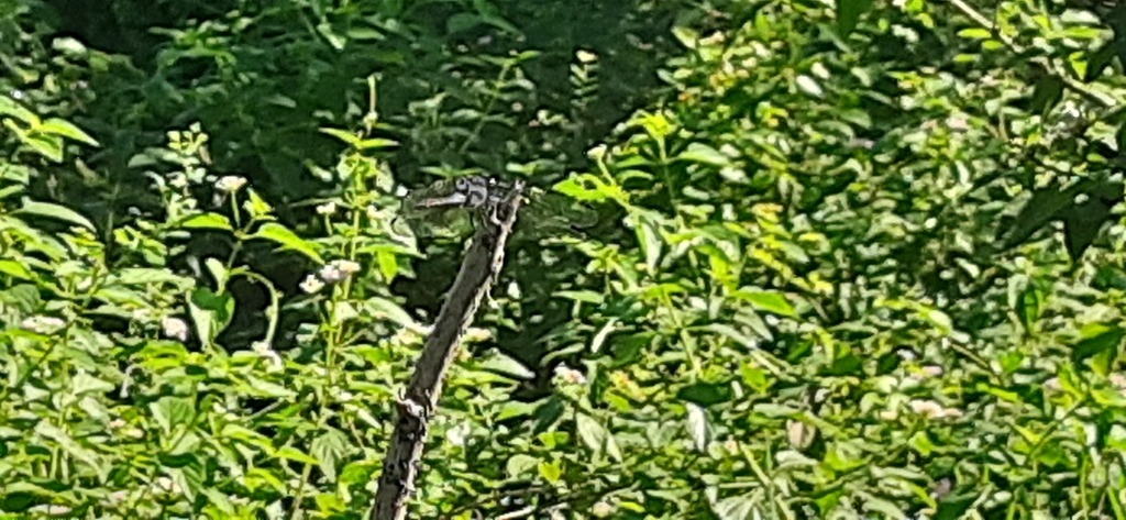 Skimmers from QJ42+2FV, Panguru, Andhra Pradesh 517641, India on ...