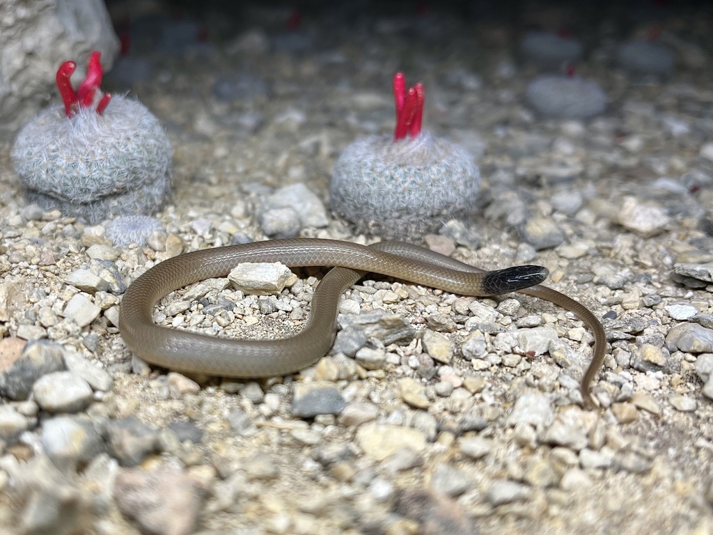 Big Bend Blackhead Snake in October 2022 by Josh Benavidez. Just a wee ...