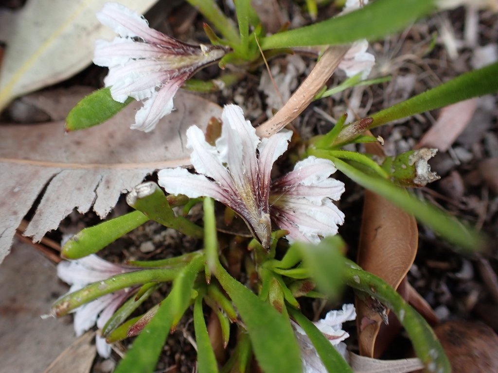 Scaevola repens from Perth WA, Australia on October 11, 2022 at 09:40 ...