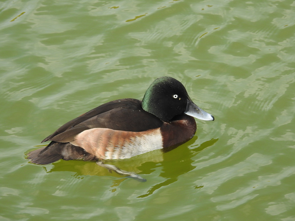 Baer's Pochard in February 2022 by 栗鼠 · iNaturalist