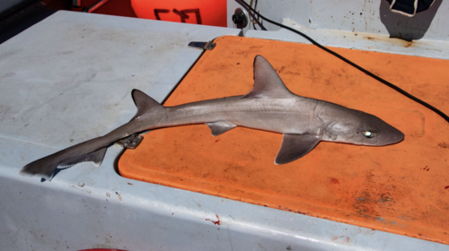 Subspecies Mustelus canis insularis · iNaturalist