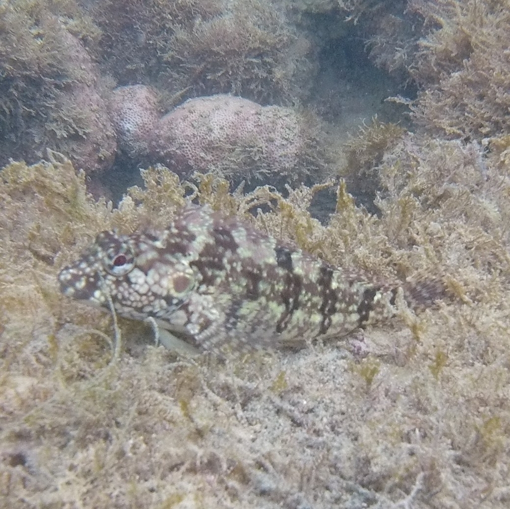 Hairy Blenny from Morro de São Paulo on February 05, 2019 at 11:37 AM ...