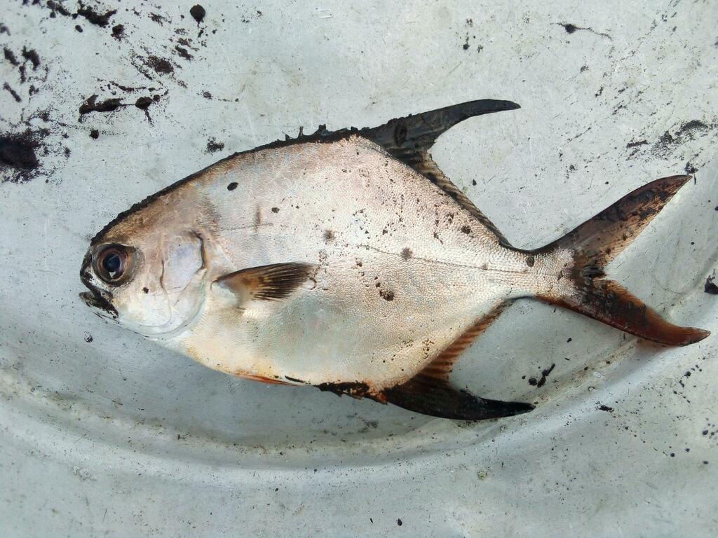 Longfin Pompano from None on October 16, 2022 by Siren Sighting Network ...