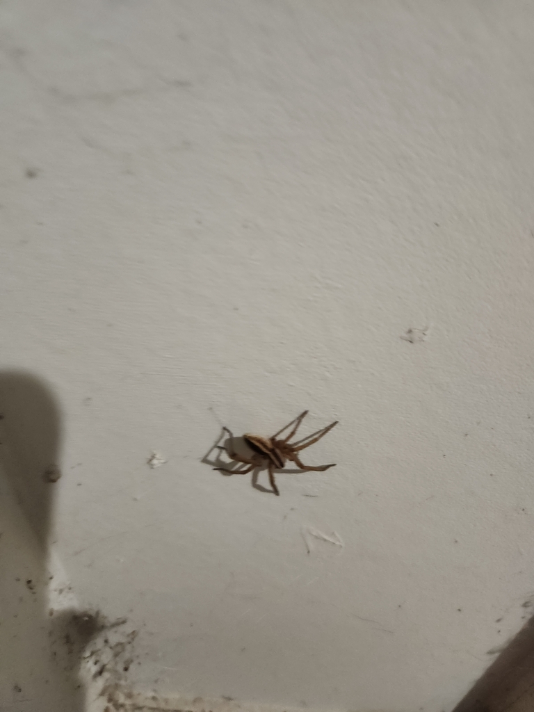 Rabid Wolf Spider from San Marcos, TX, USA on October 16, 2022 at 08:48 ...