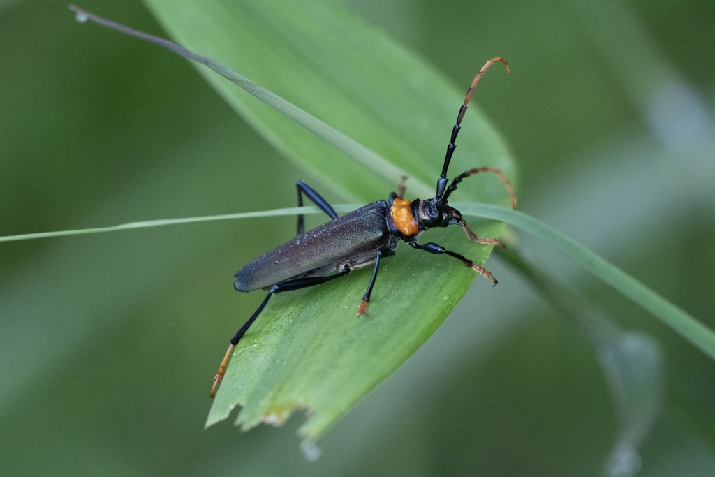 Aphrodisium faldermannii in June 2022 by Niao Pan · iNaturalist