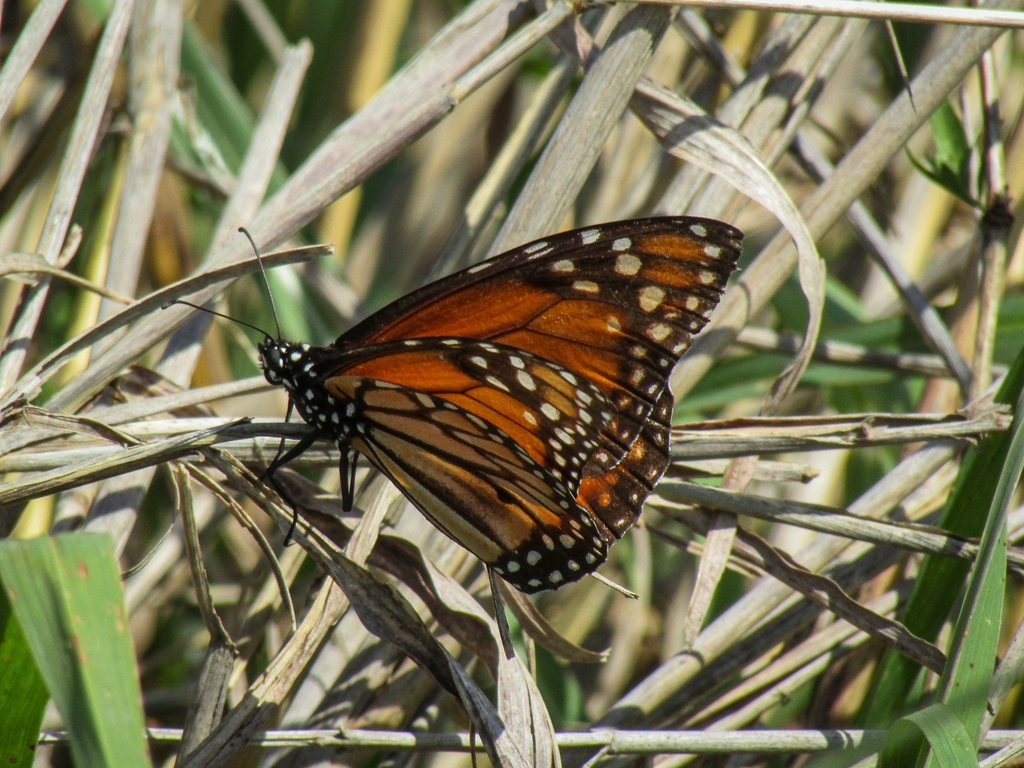 Southern Monarch from Unión, Córdoba, Argentina on October 16, 2022 at ...