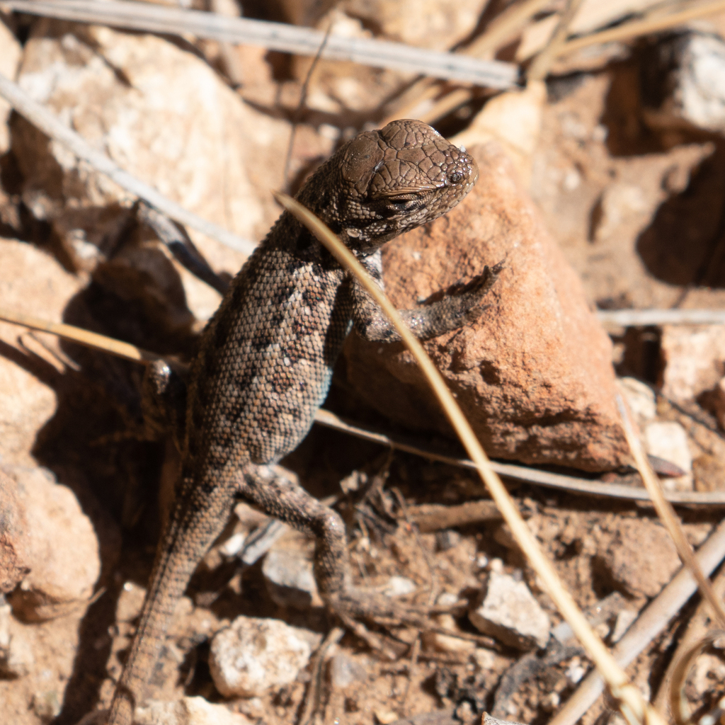 Common Sagebrush Lizard in October 2022 by pdx_pika · iNaturalist