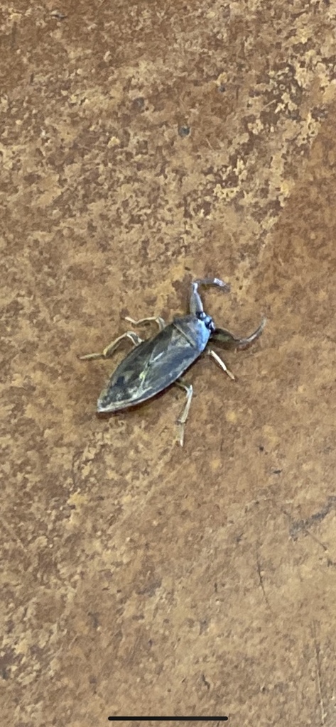 Uhler's Giant Water Bug from Venice, FL, US on October 17, 2022 at 10: ...