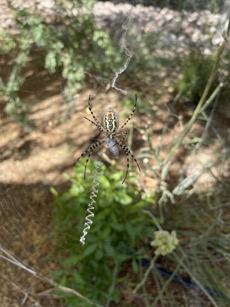 Banded Garden Spider in October 2022 by Lorin Sievers · iNaturalist