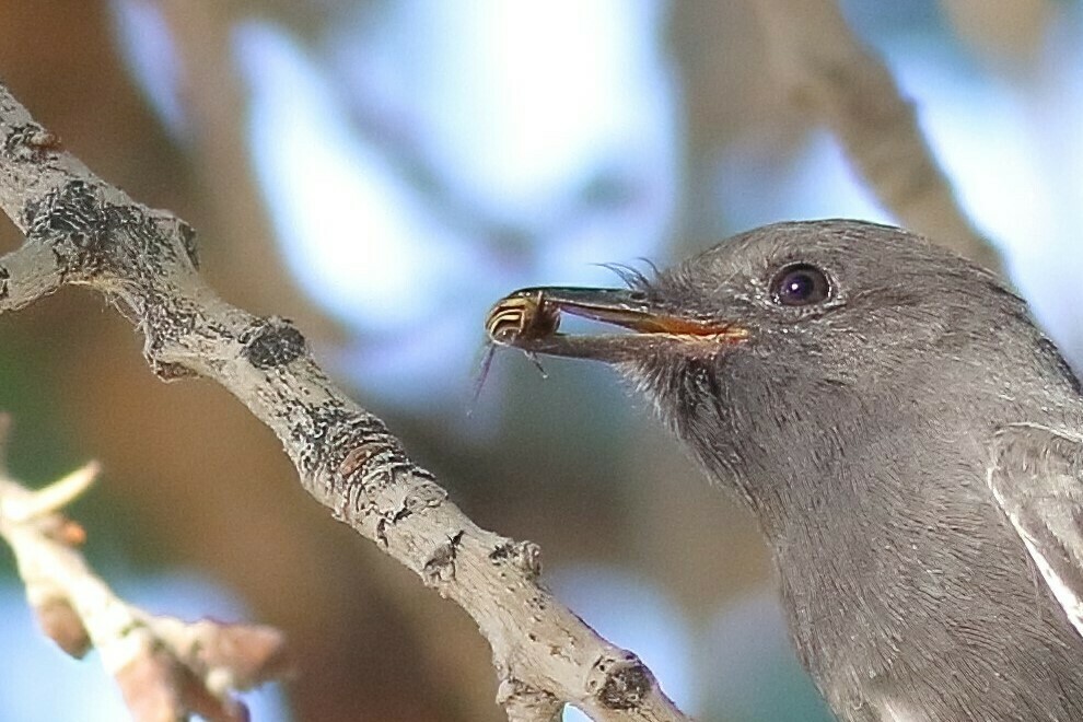 Hover Flies from Tule Springs, Las Vegas, NV, USA on October 08, 2022 ...