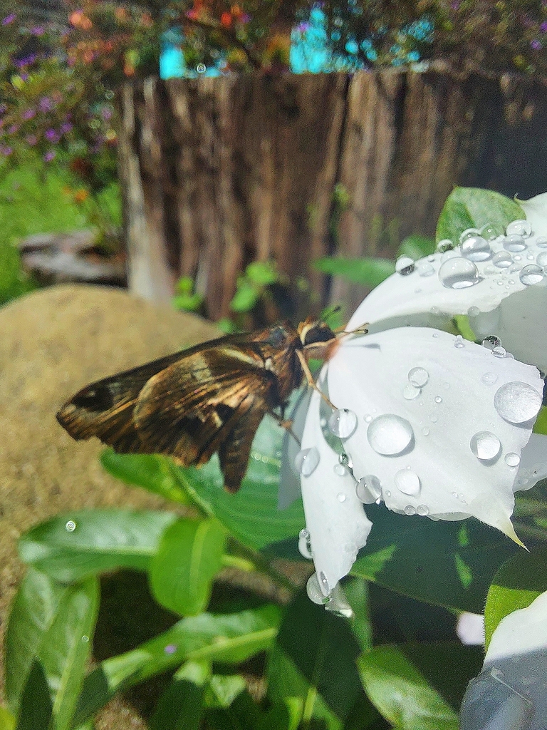 Chalk-marked Skipper from Viçosa, AL, Brasil on July 4, 2021 at 09:26 ...