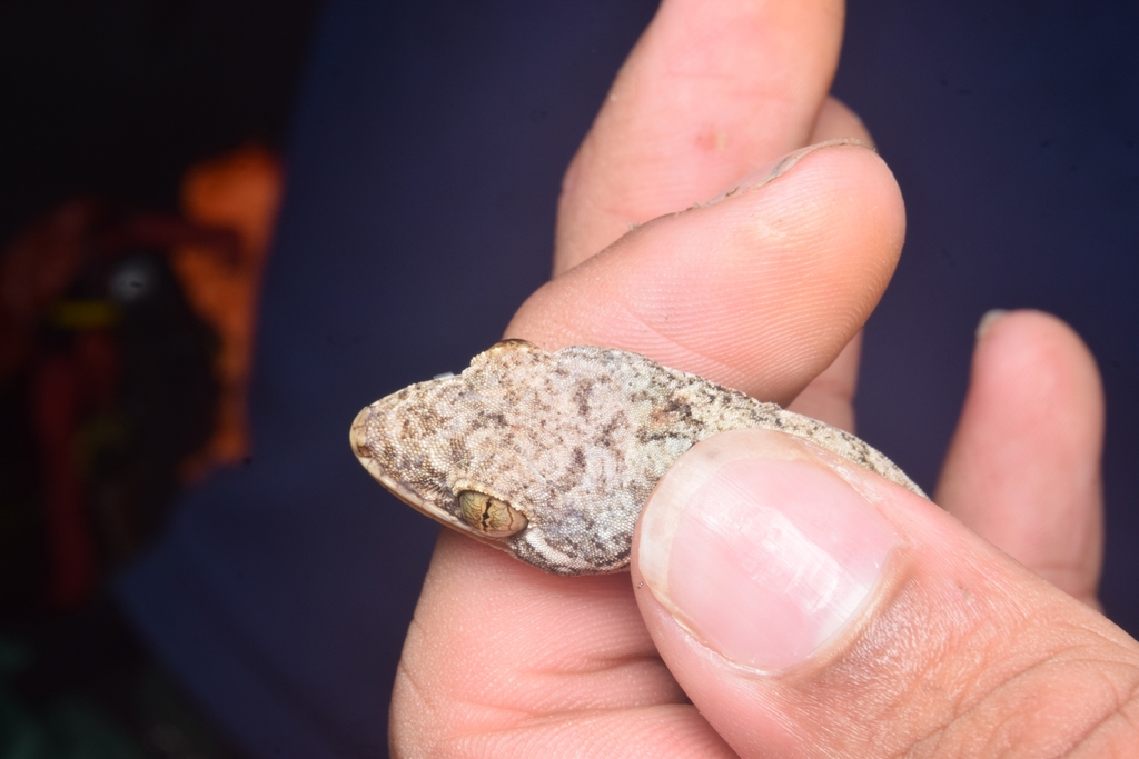 Northern Turniptail Gecko from Diego Martin Regional Corporation ...