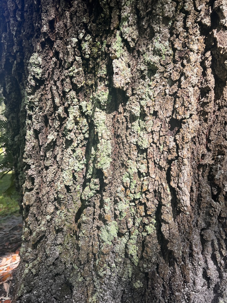 Fluffy Dust Lichen from University of South Florida, Tampa, FL, US on ...