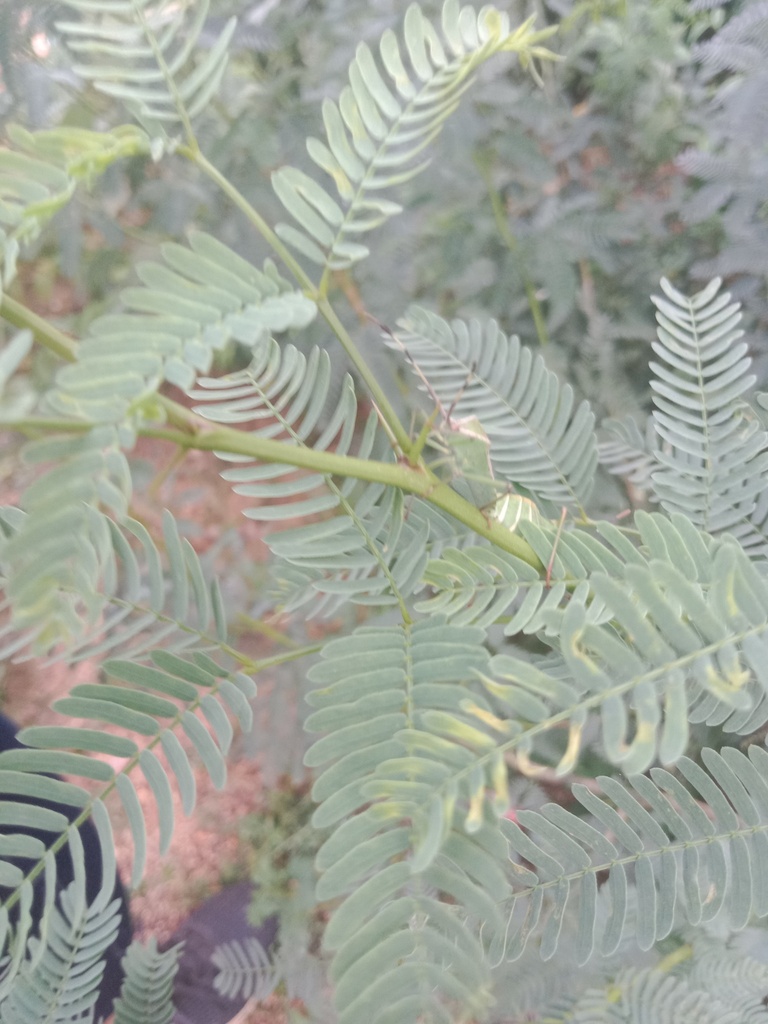 Mimoseae from Panguru, Andhra Pradesh, India on October 16, 2022 at 04: ...