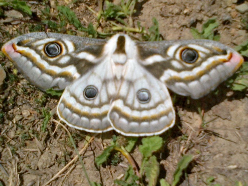 Southern Marbled Emperor from Camdeboo Local Municipality, South Africa ...