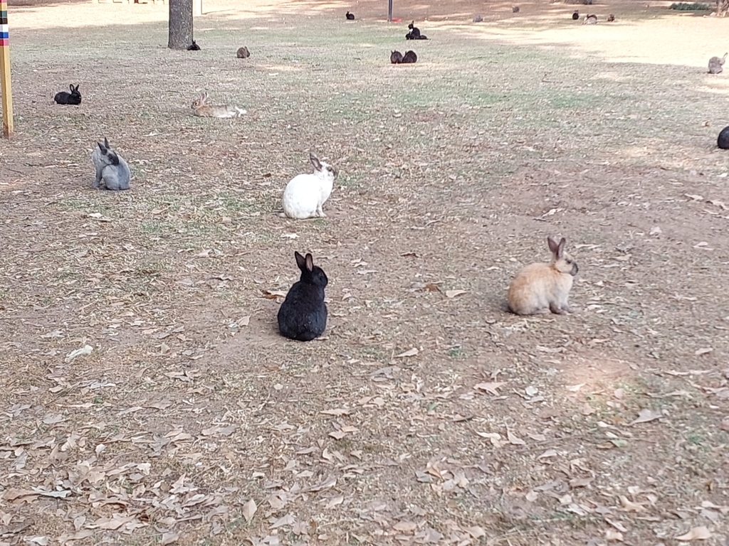 European Rabbit from Driefontein 41-Ir, Sandton, South Africa on ...