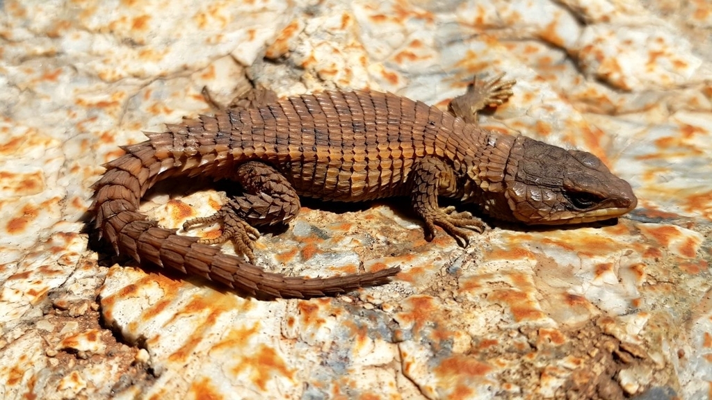 Common Girdled Lizard in October 2017 by Conrad Prinsloo · iNaturalist