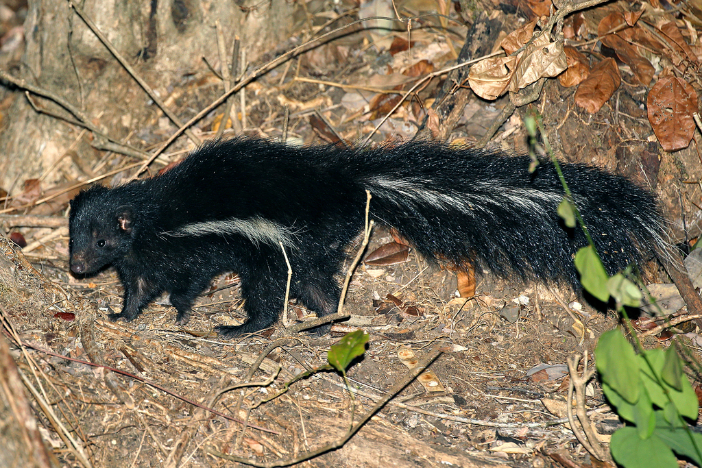 Hooded Skunk from Provincia de Puntarenas, Manzanillo, Costa Rica on ...