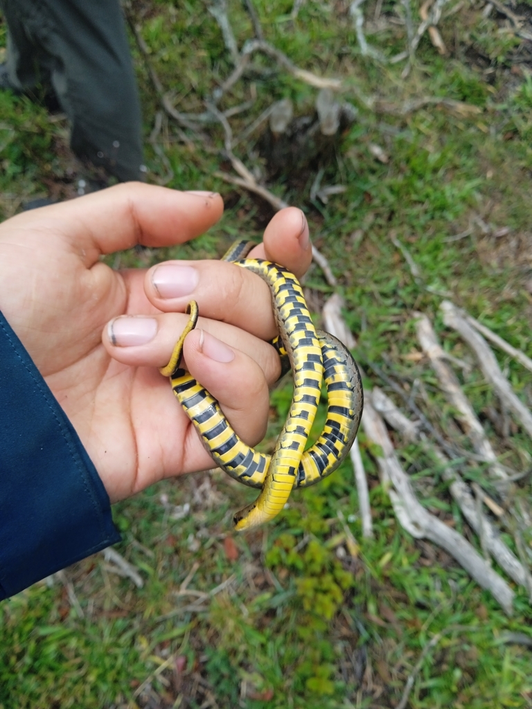 Royal Ground Snake from San Sebastian, Ecuador on October 16, 2022 at ...