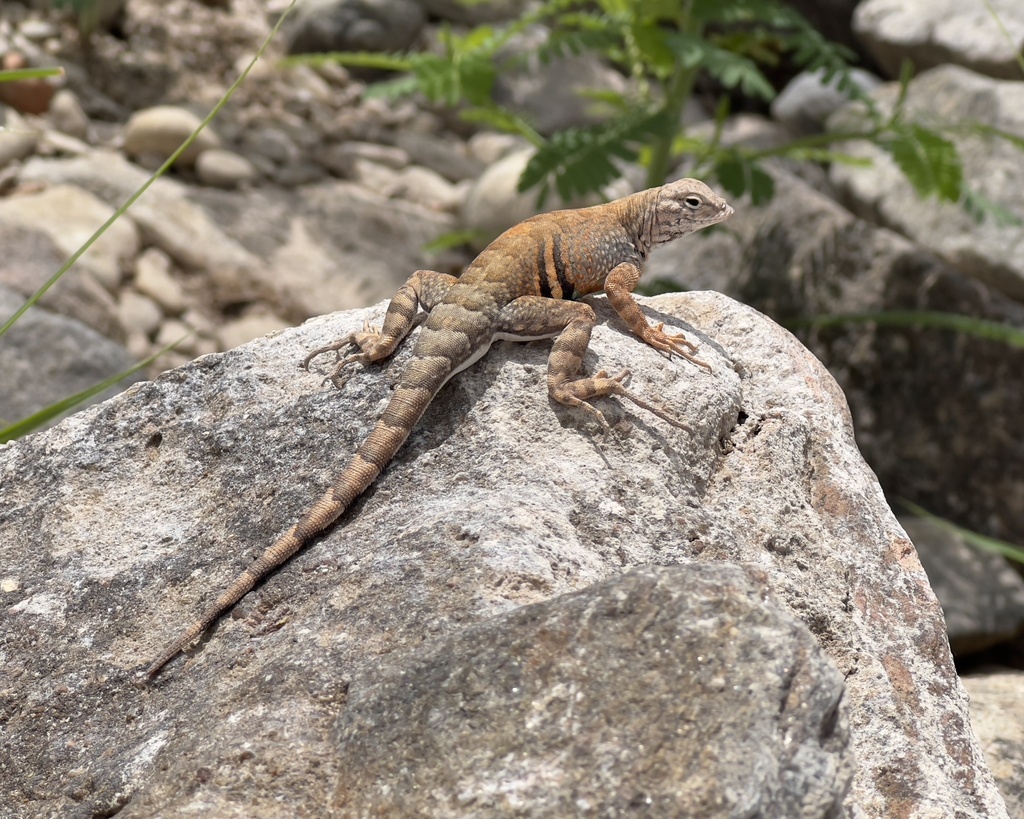 Greater Earless Lizard in August 2022 by Caleb Wright · iNaturalist