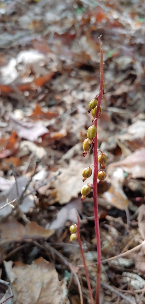 autumn coralroot in October 2022 by Christopher Winton · iNaturalist